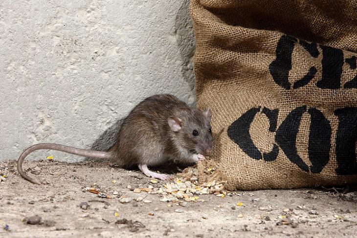 Zo kun je ratten bestrijden: tips & werkwijze