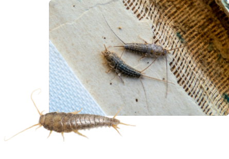 Papiervisjes bestrijden Tilburg – Snel en professioneel