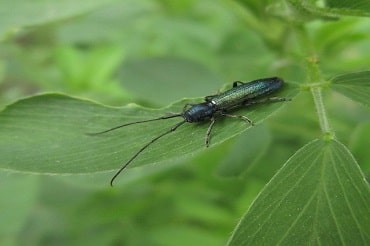 Boktor herkennen, informatie en tips - Beestjes Kwijt