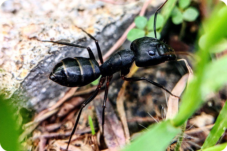 Een mierenbeet behandelen: alles over bijtende mieren
