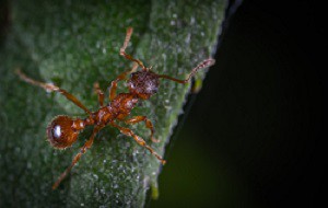 Mieren: herkennen, info en tips tegen de mier