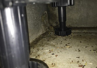 Muizen: herkennen, informatie en tips tegen muizen