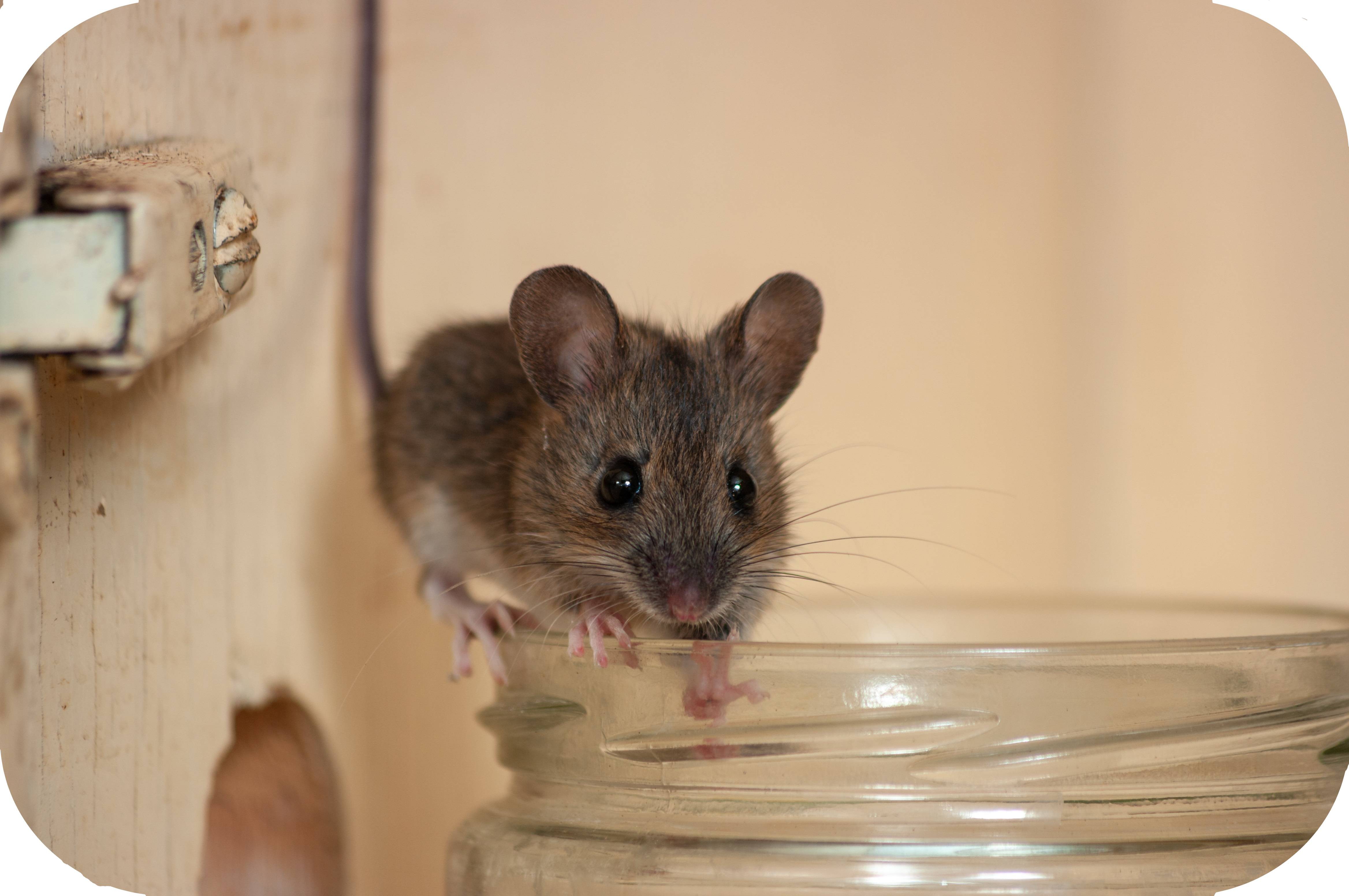 Muizen herkennen en voorkomen – alles wat je moet weten