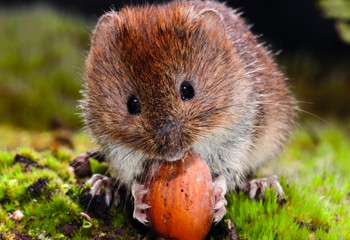 Muizen in de tuin: herkennen & de oplossing