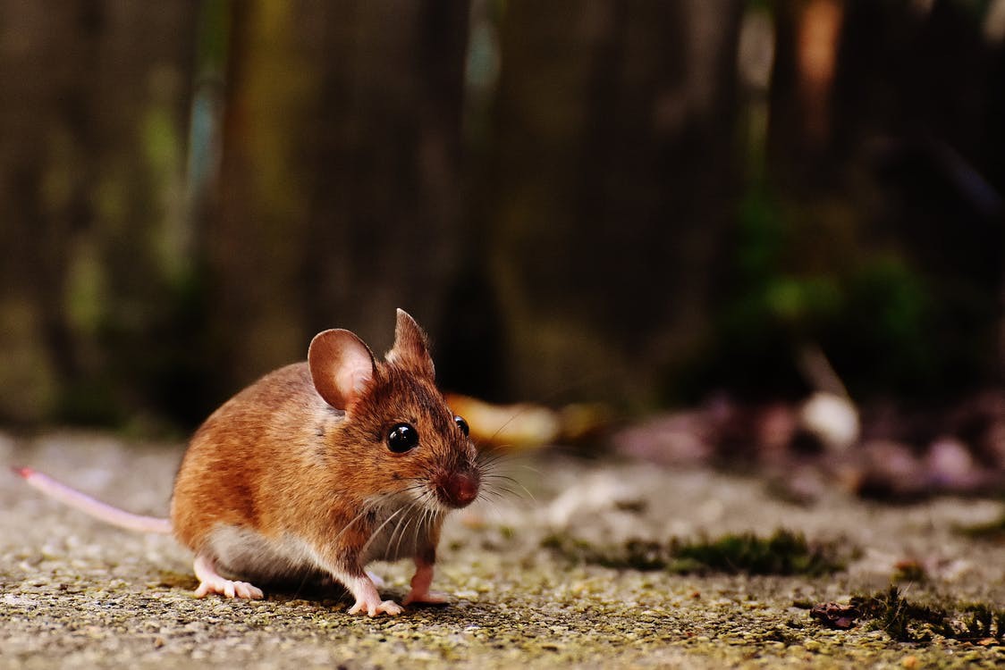 Ratten: herkennen, info en tips tegen de rat