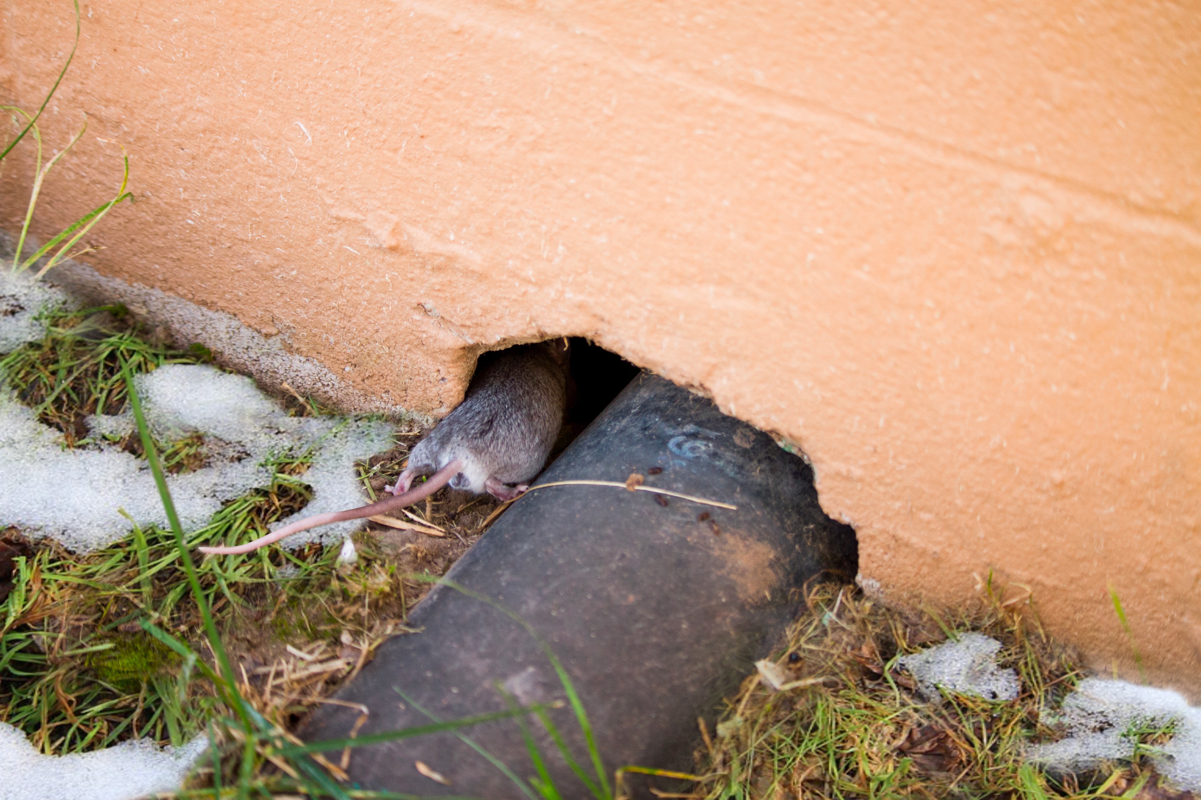 Muizen in de tuin: herkennen & de oplossing