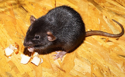 Ratten: herkennen, info en tips tegen de rat