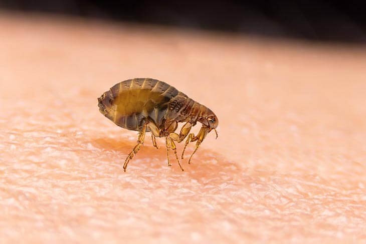 Hoe ziet een vlooienbeet bij mensen eruit?