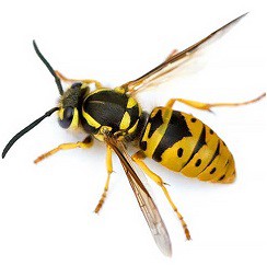 Wat te doen tegen wespen? 10 tips van weren tot bestrijden