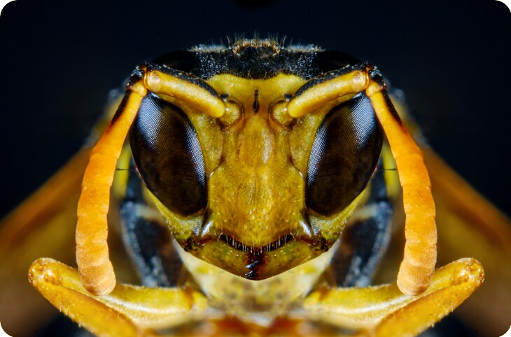 Zó vinden wespen hun nest terug!