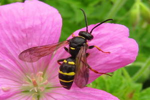 Wespen: alles over het wespennest, gedrag en bestrijding